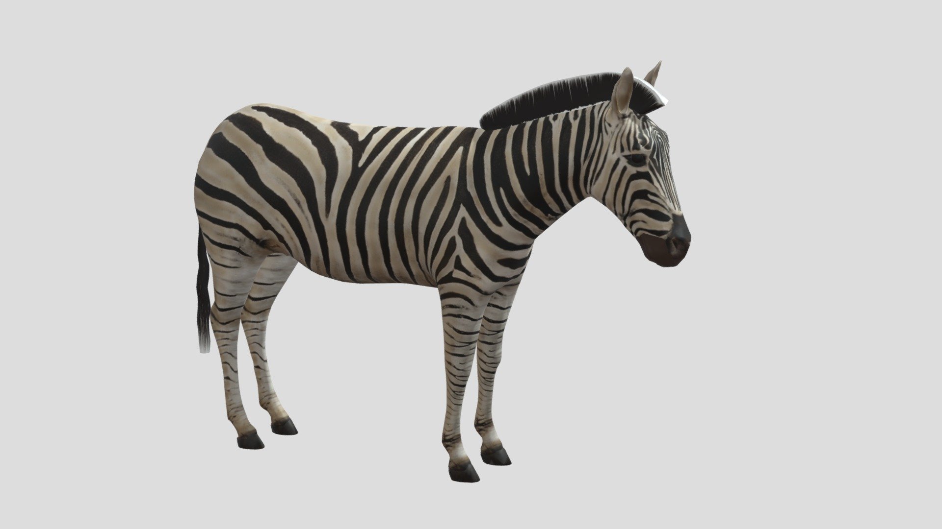 Zebra - Download Free 3D model by victorberdugo1 [2306328] - Sketchfab