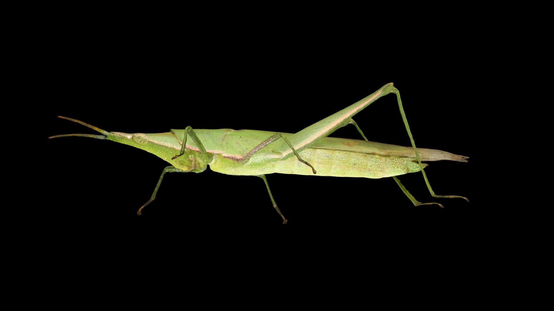 CC0 オンブバッタ 🦗 ♀, Atractomorpha lata - Download Free 3D model by ffish ...