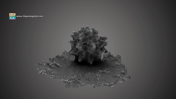 Microfossil 3D models - Sketchfab