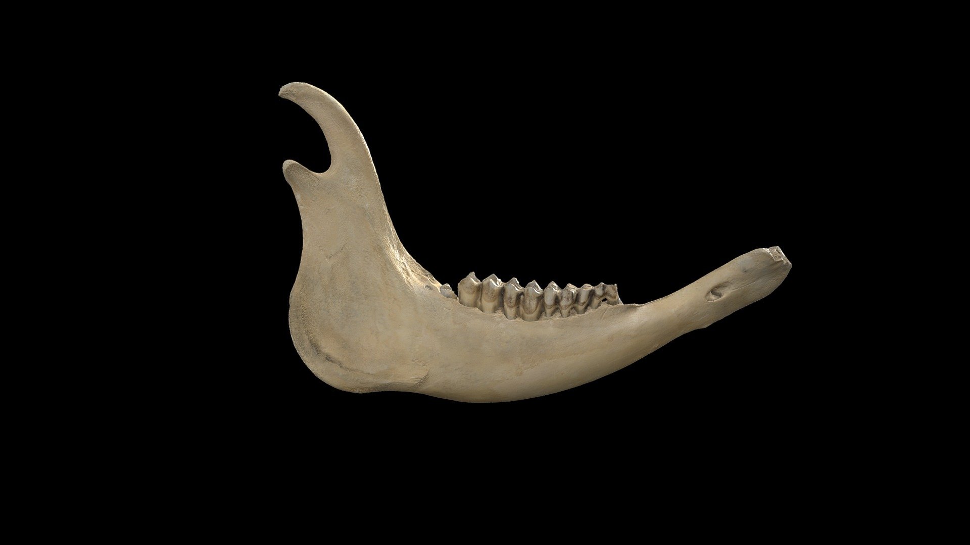 Transhumance- Cow Mandible Juvenile - 3D model by Heritage360 [230aafa ...