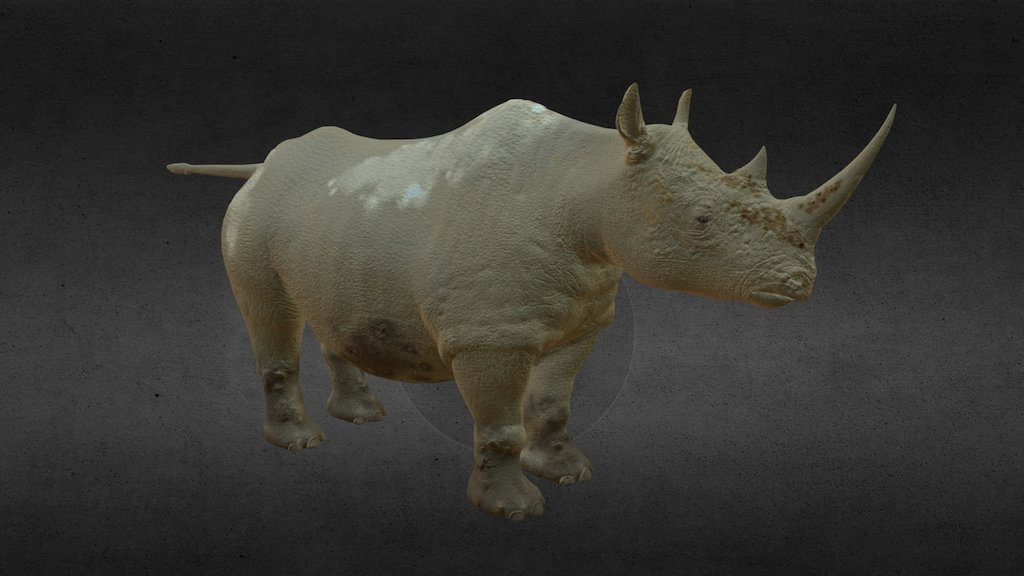 Rhino - A 3D model collection by DenysPogomiy - Sketchfab