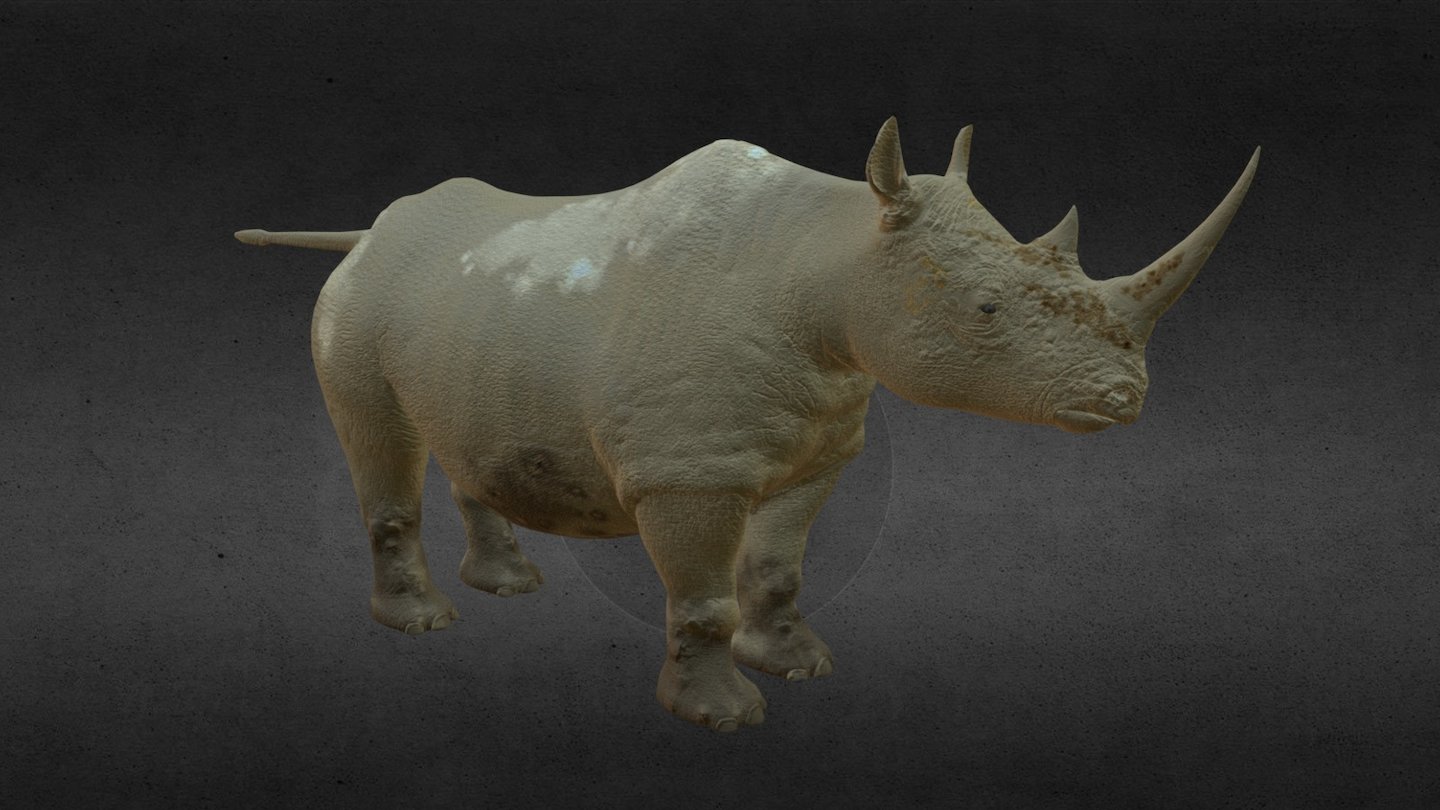 Rhino Texture Project - 3D model by Uncon [2311687] - Sketchfab