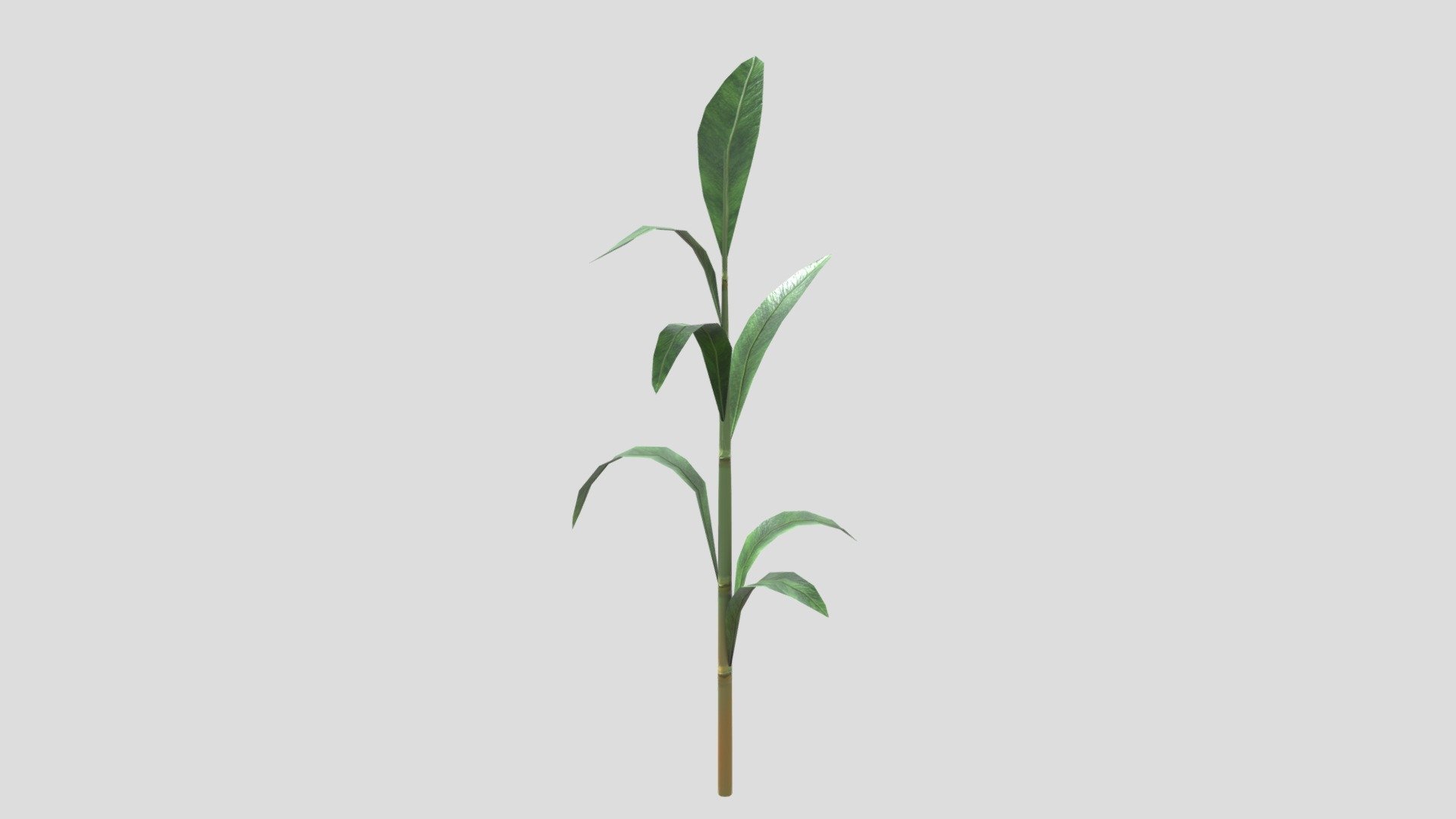 Cornstalk - 3D model by Charlotte Atwill (@atwillc) [23146c7] - Sketchfab
