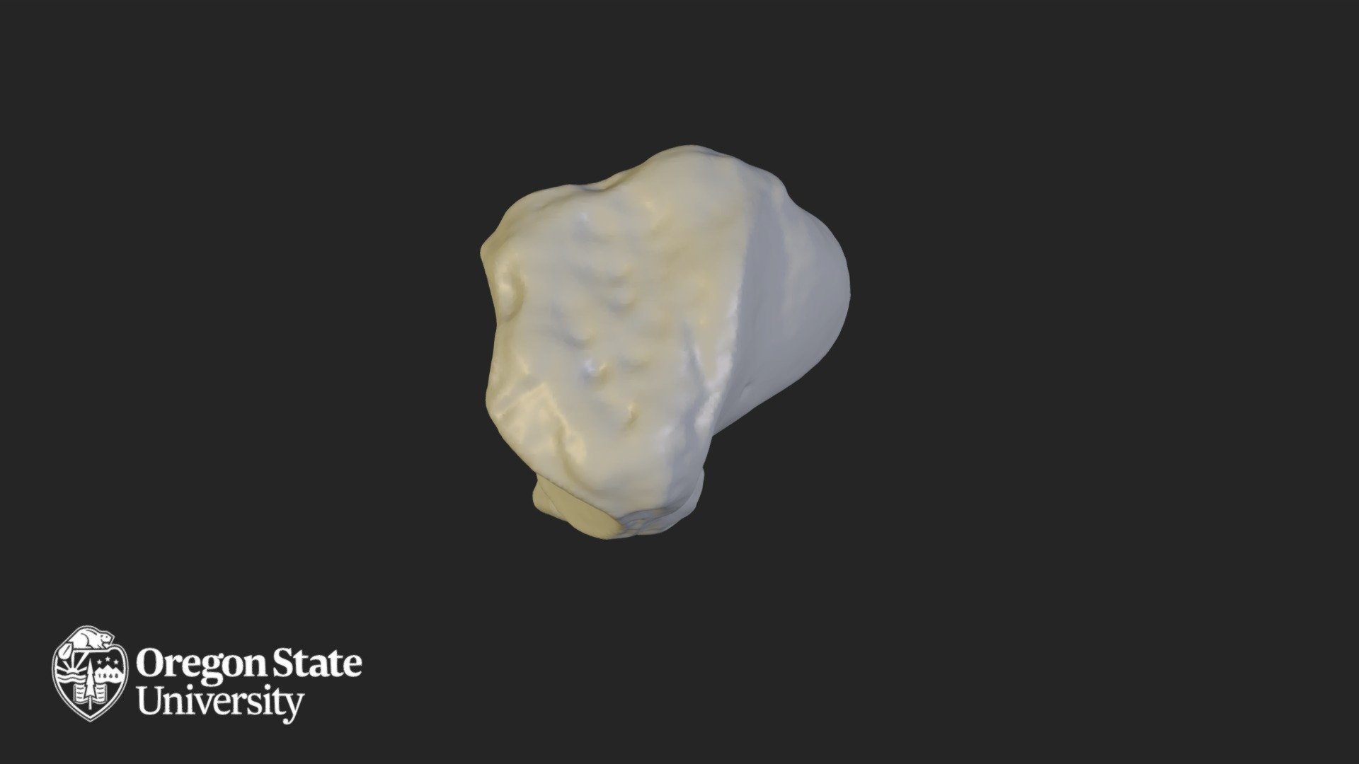 Hamate - Download Free 3D model by Oregon State University | Ecampus ...