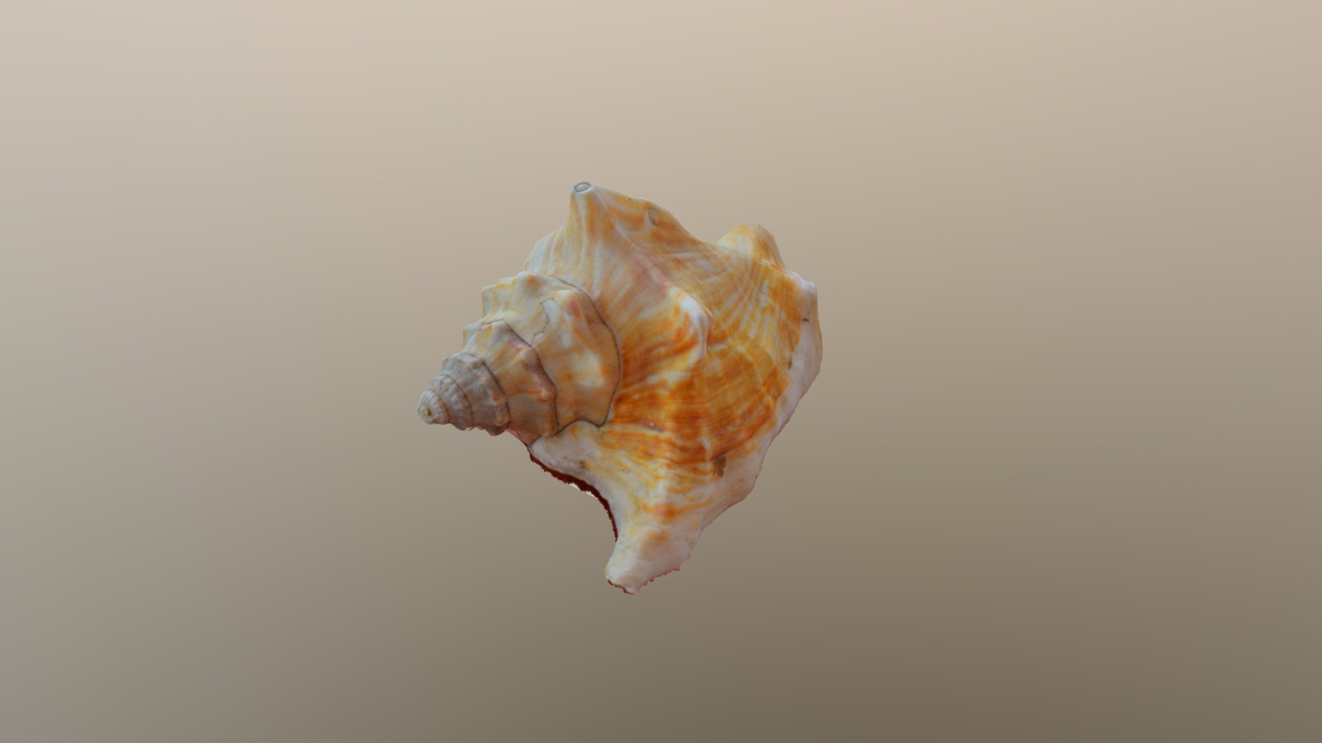 Seashell - Download Free 3D model by MrPio (@valeriomorelli50) [231d52e ...