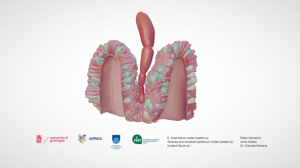 Adult Echinococcus Granulosus - Download Free 3D model by E-learning ...