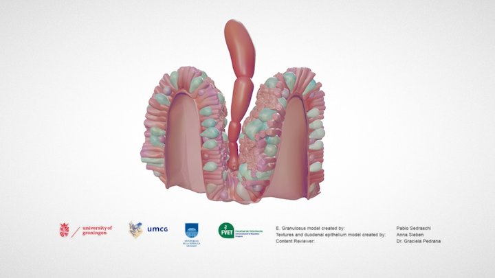 Tapeworm 3D models - Sketchfab