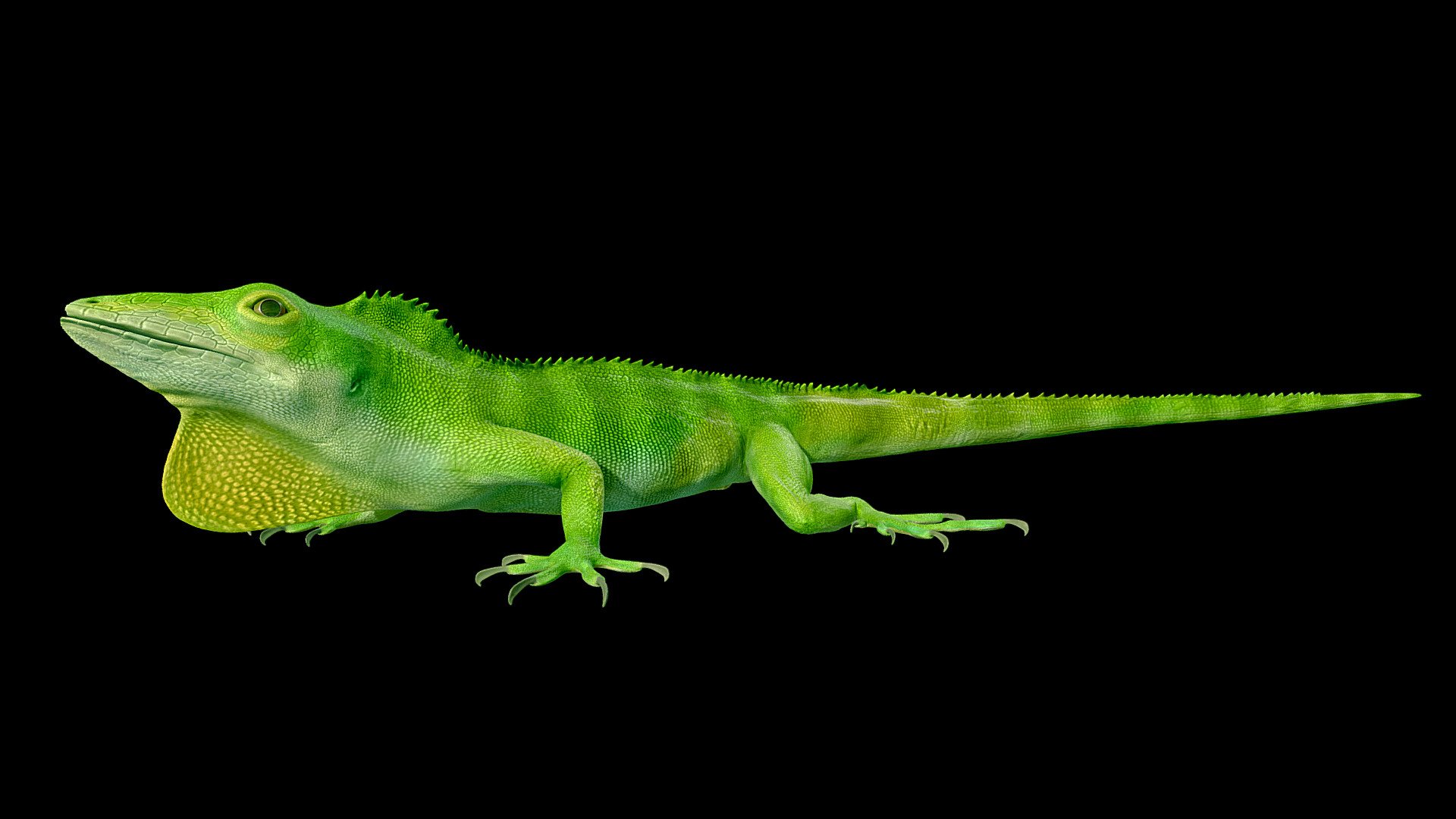 Model 83A - Anolis garmani - Download Free 3D model by DigitalLife3D ...