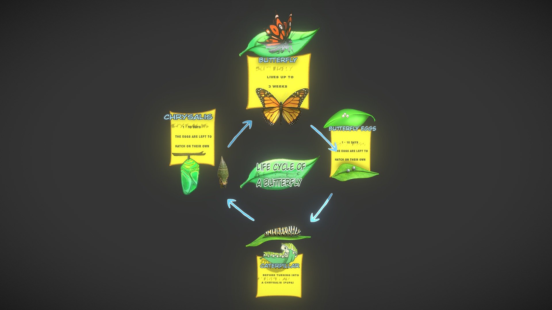 Butterfly LifeCycle - 3D model by isparklekidz [2326ff4] - Sketchfab
