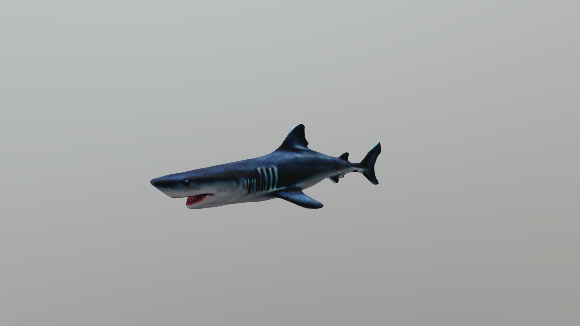 Shark - Download Free 3D model by WA7KVI [2329017] - Sketchfab