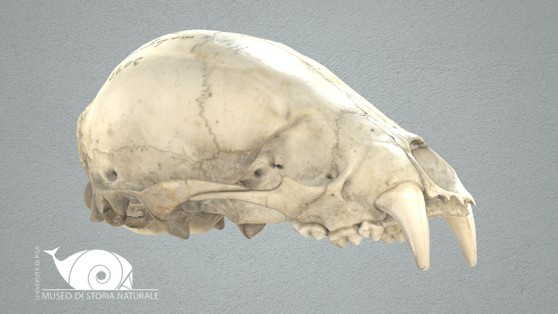 Sun bear - 3D model by Natural History Museum, University of Pisa ...