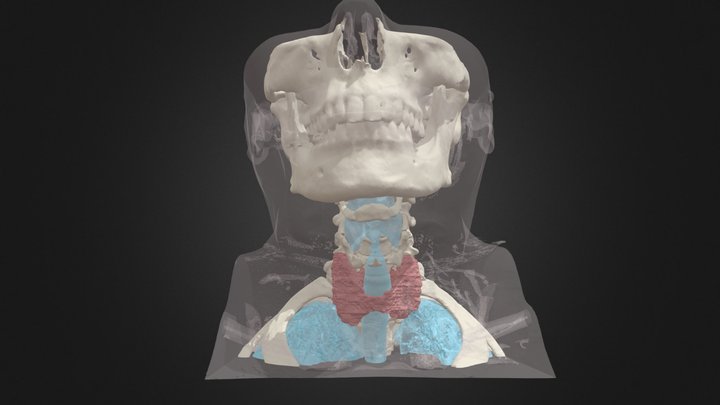 Thyroid 3D models - Sketchfab