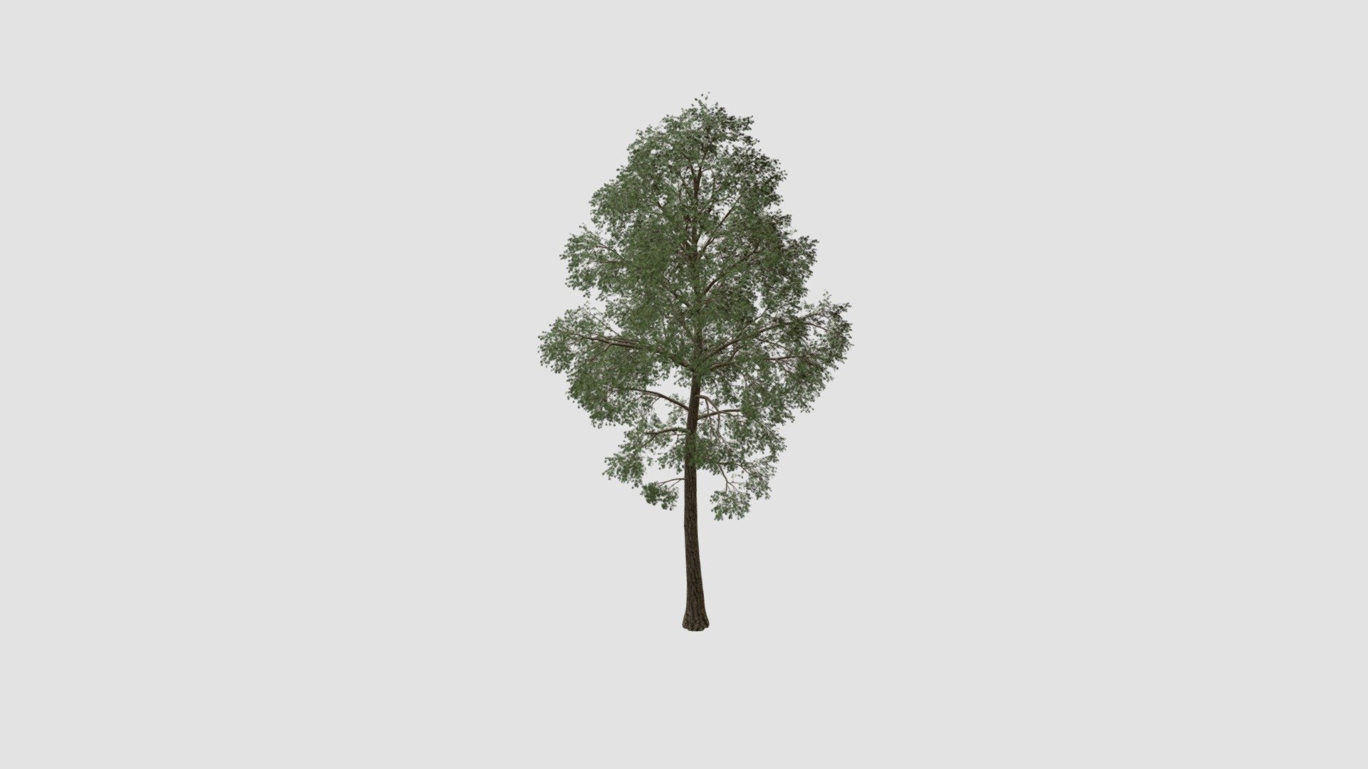 tree - Buy Royalty Free 3D model by Evermotion [233bb68] - Sketchfab Store