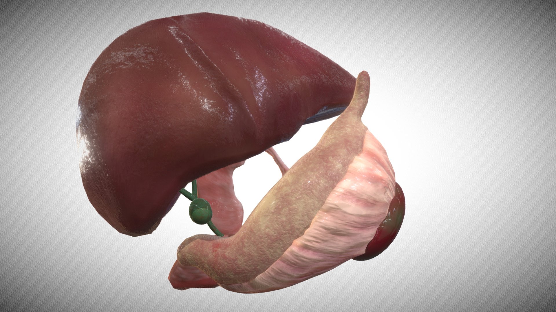 Fetus liver, spleen & pancreas week sixteen - Buy Royalty Free 3D model ...