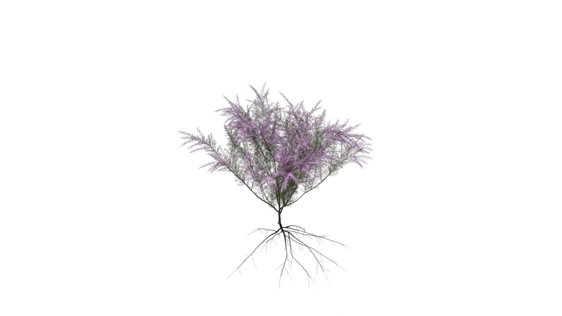 Realistic HD French tamarisk (6/20) - Download Free 3D model by ...