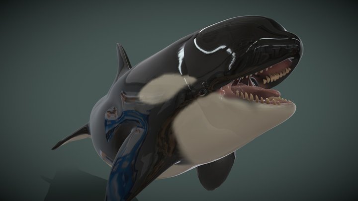 Orca 3D models - Sketchfab