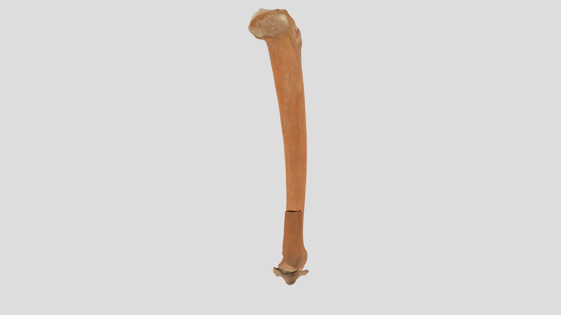 19_614_B-4_right_tibia - 3D model by amatkins [2347925] - Sketchfab