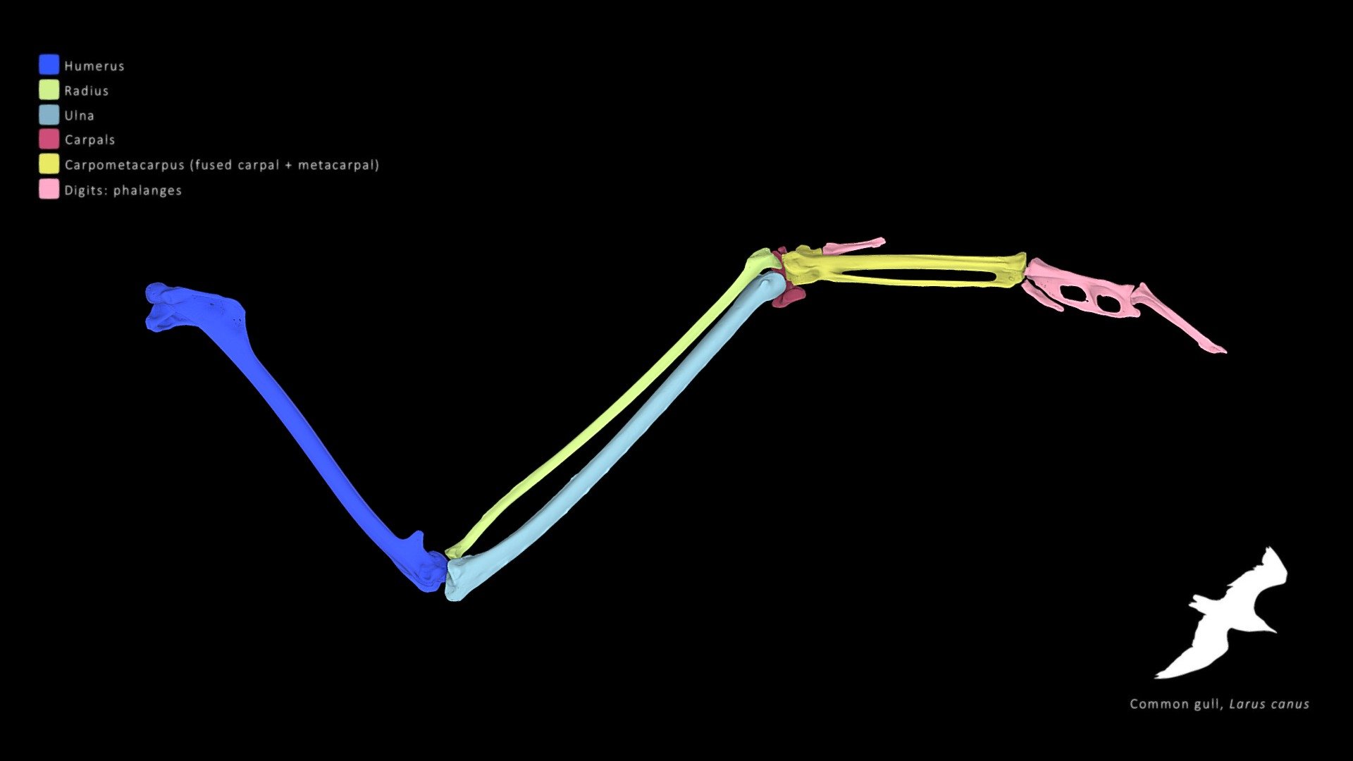 Common gull wing (KU Birds 67424) - 3D model by Blackburn Lab (@ufherps ...