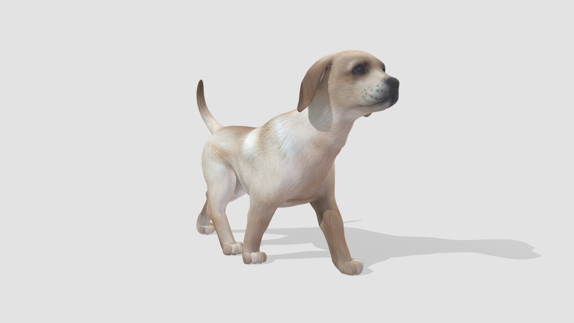 dog - Buy Royalty Free 3D model by Evermotion [234e5e7] - Sketchfab Store