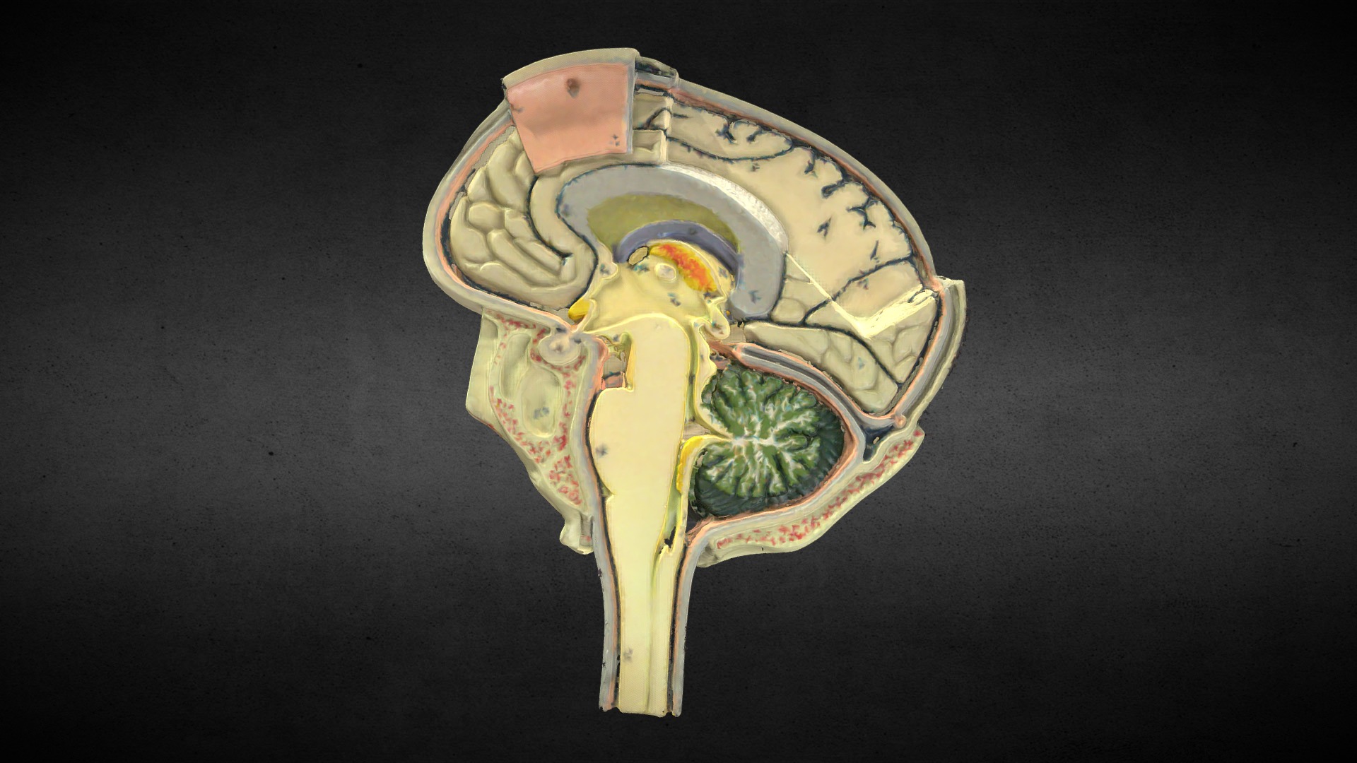 Diencephalon