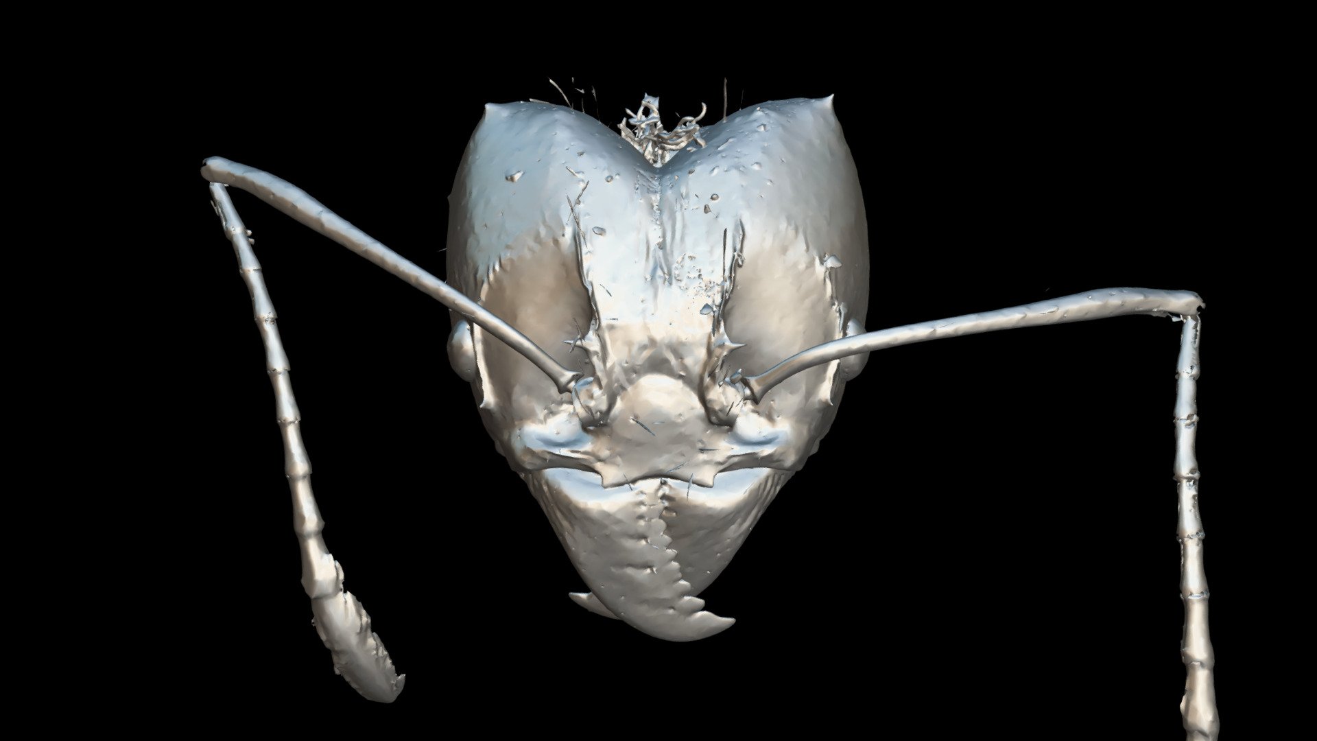 Atta sexdens Worker Head - Download Free 3D model by C. J. Howard ...