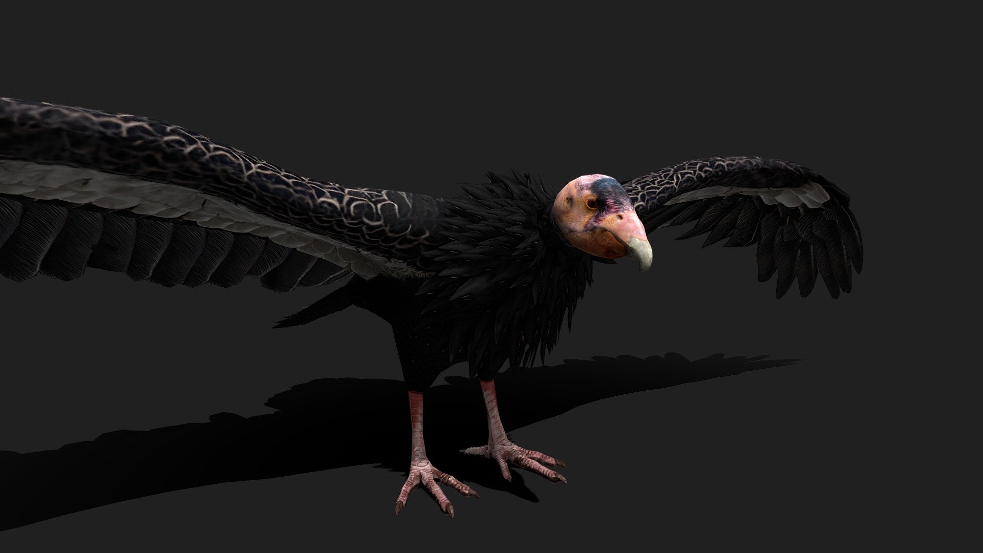 Realistic Condor 3D Model - 3D model by WildMesh 3D (@WildMesh_3D ...