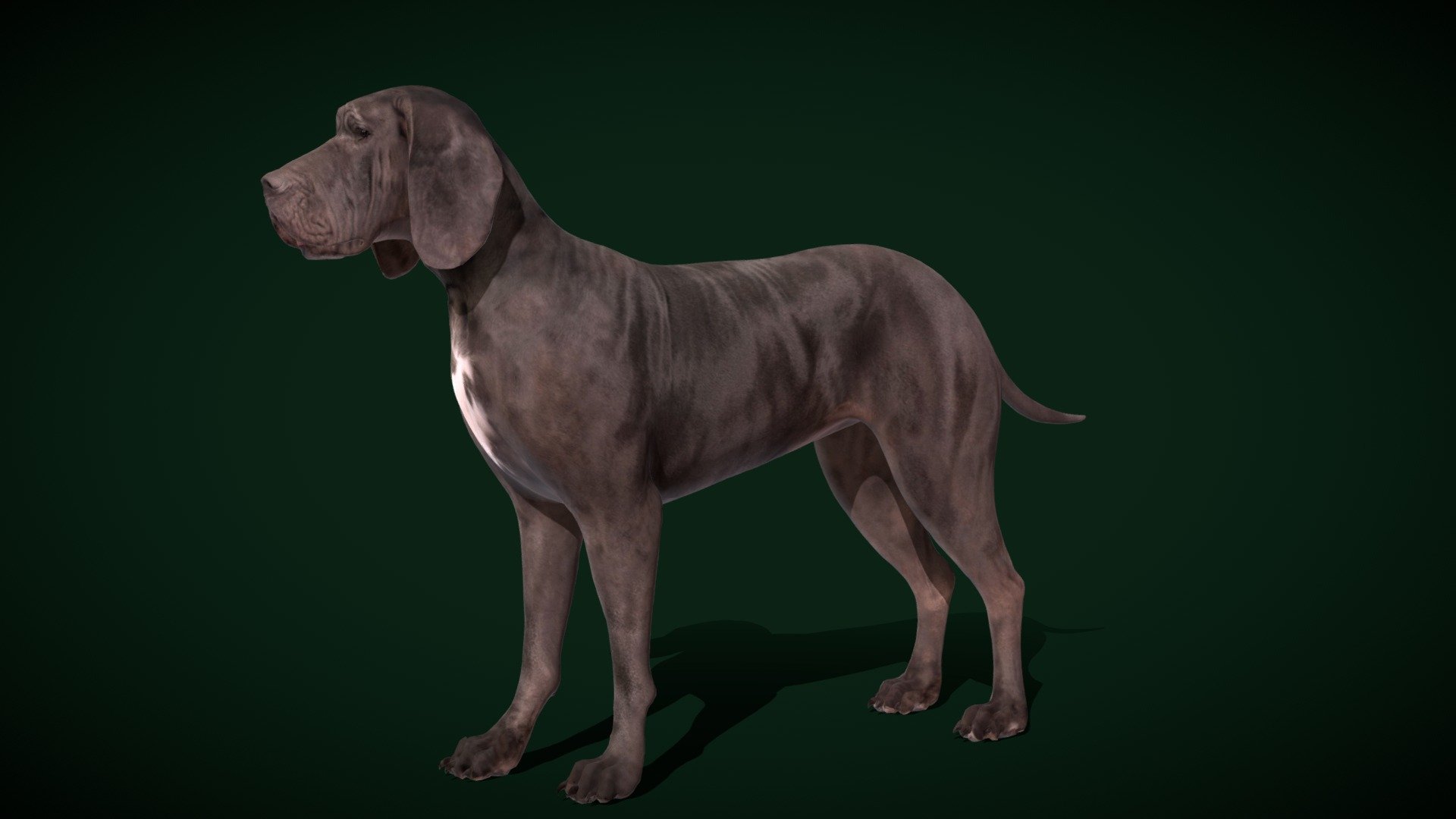 Great Dane Dog Breed (Game Ready) - Buy Royalty Free 3D model by ...