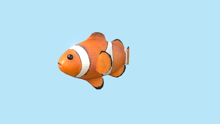 Clownfish 3D models - Sketchfab