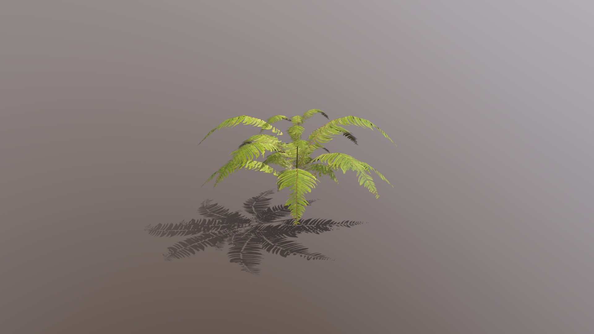 Fern - 3D model by JohnBelding [236bafe] - Sketchfab