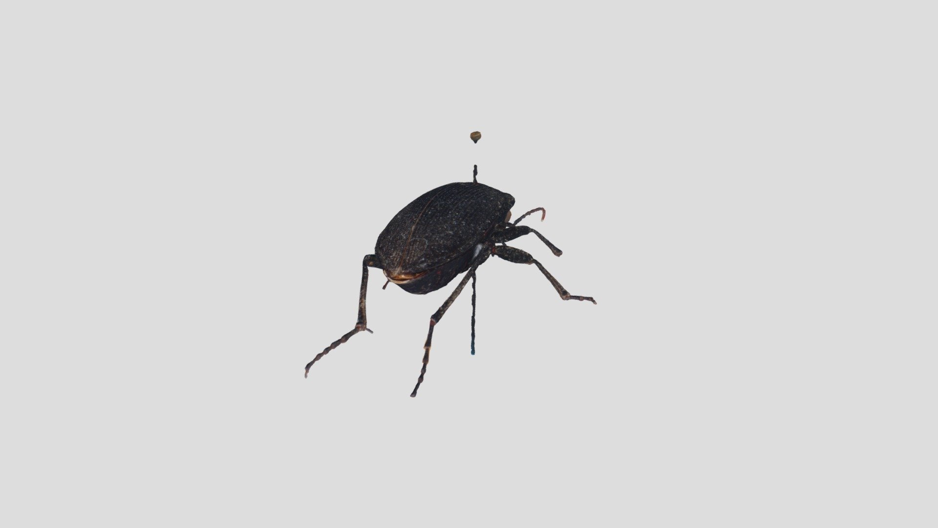 Ground Beetle - Calosoma externum - 3D model by Ben Kreimer ...