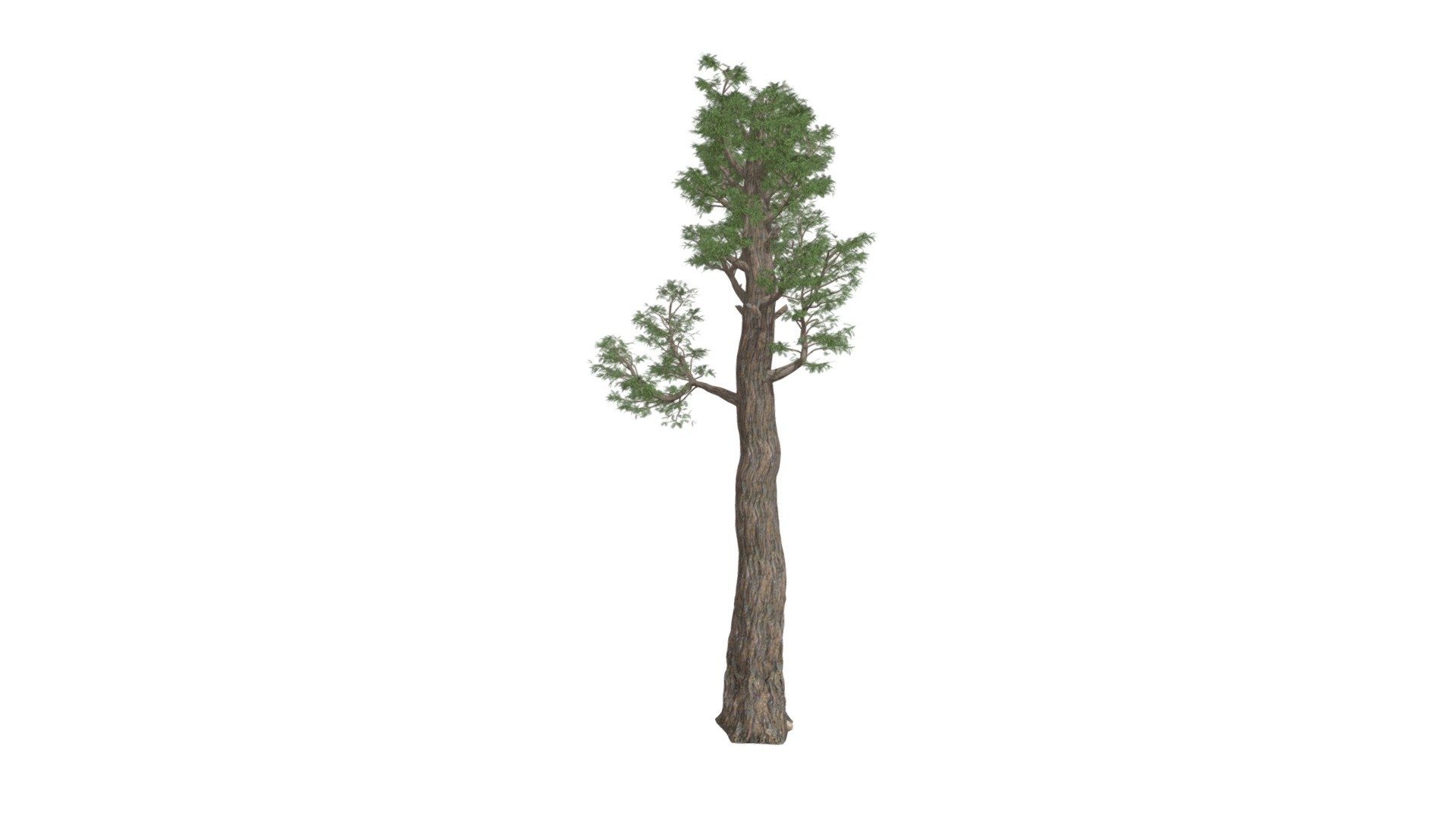 Giant Redwood Tree #03 - Buy Royalty Free 3D model by meshshape ...