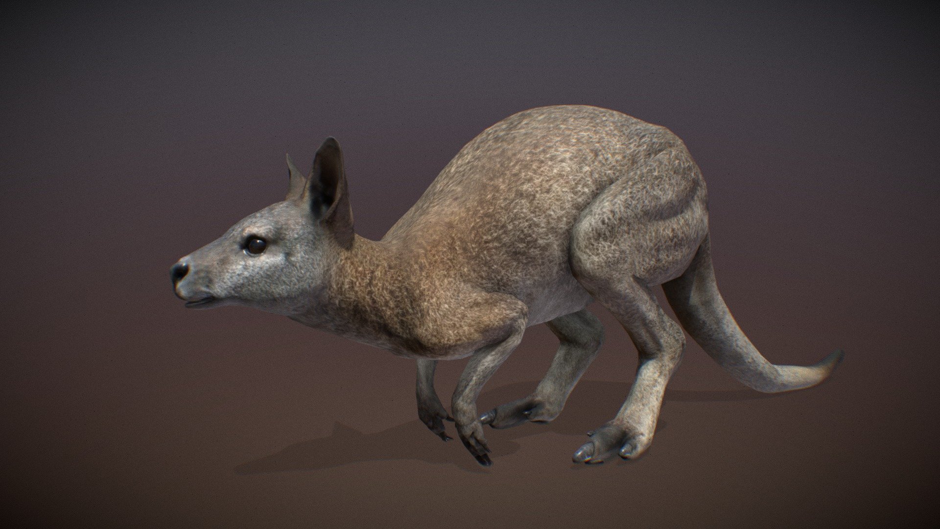Animalia - Wallaby - 3D model by GiM (@GamesInMotion) [2378928] - Sketchfab