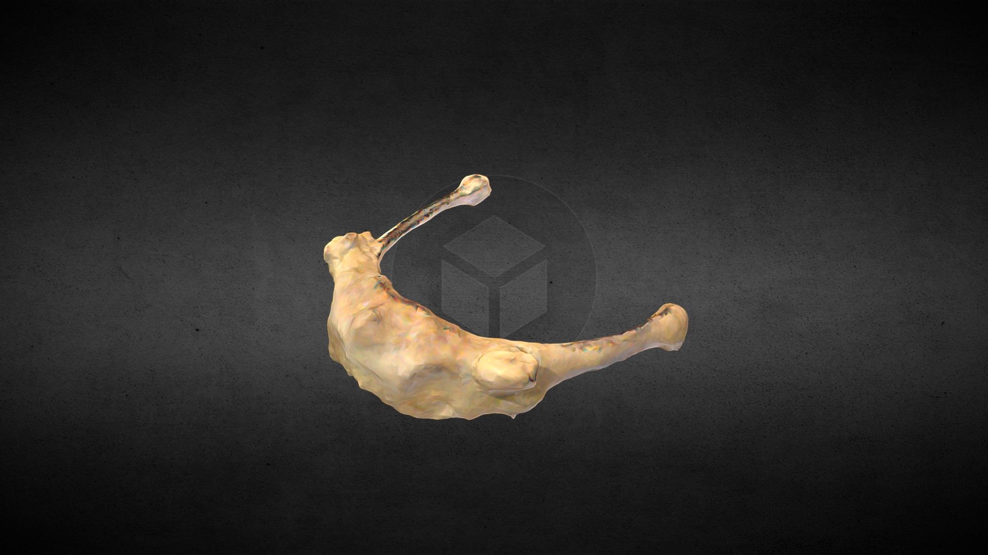 Hueso Hioides / Hyoid Bone - Buy Royalty Free 3D model by Anatomía ...
