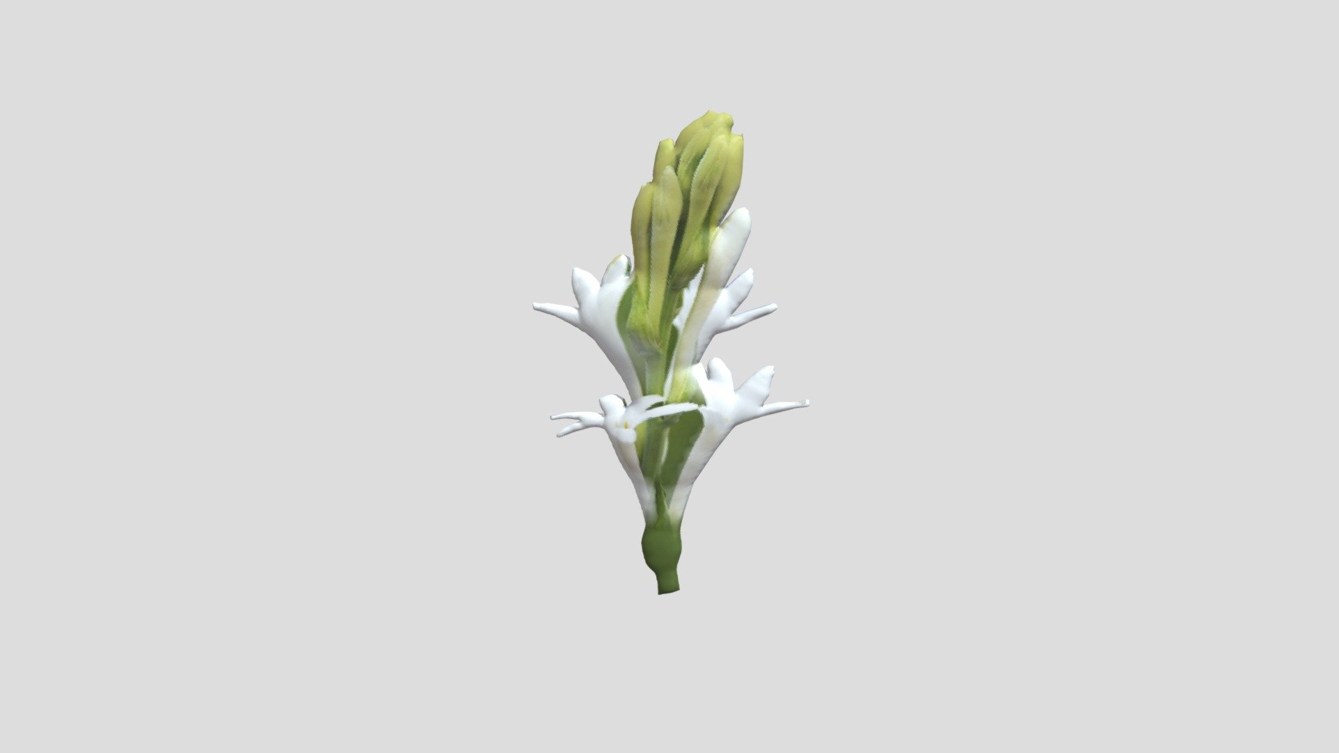 Sedap Malam - Download Free 3D model by lusiana (@lusiaaanaa) [23870b4 ...