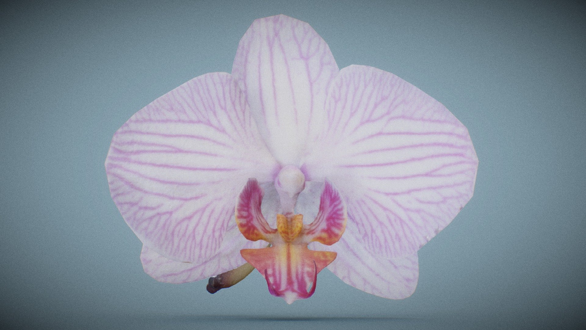 Orchid 1 - Buy Royalty Free 3D model by Polygonal Miniatures ...