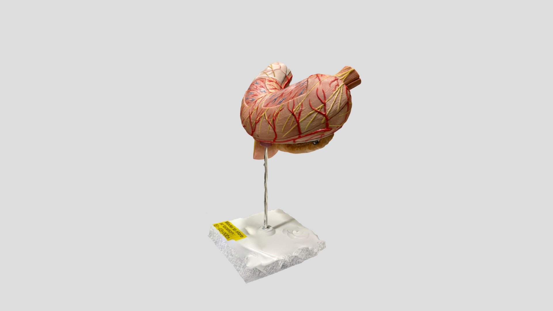 The Pancreas with Stomach & Duodenum - 3D model by virtual_lab [238ac32 ...