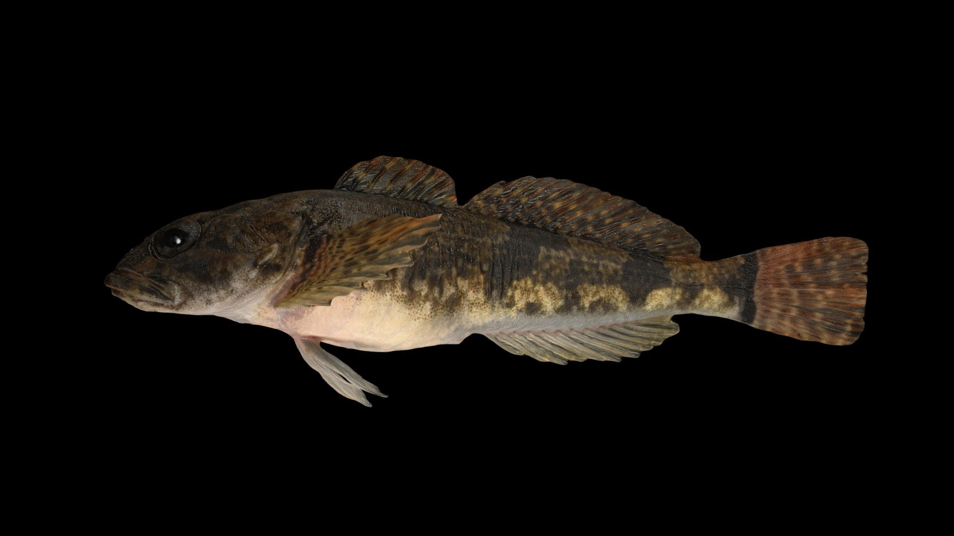 ウツセミカジカ 🐟 Utsusemi Sculpin, Cottus reinii - Download Free 3D model by ...
