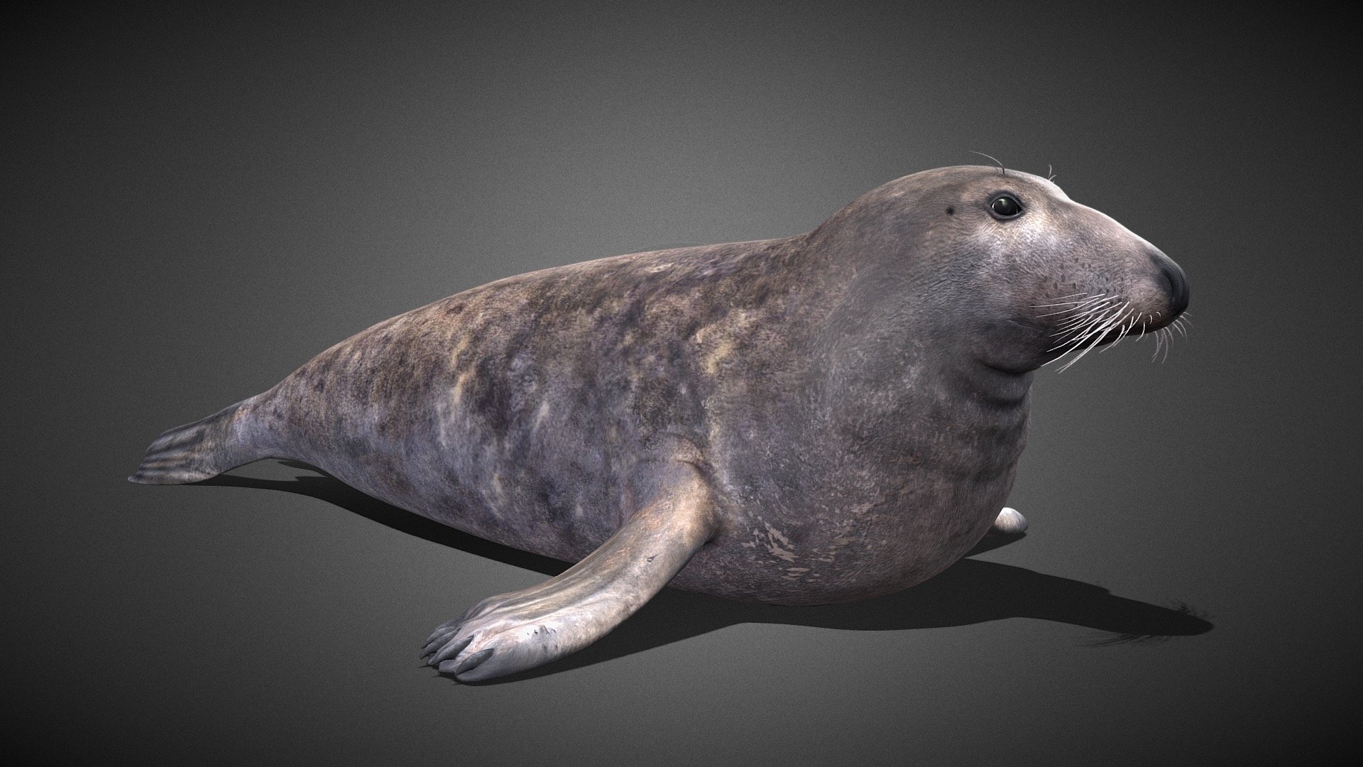 Havert (Gråsel) (Halichoerus Grypus) - 3D model by R.Steen (@roste ...