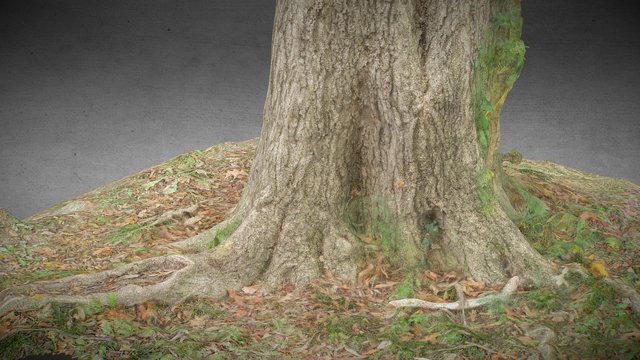 Huge-tree 3D models - Sketchfab