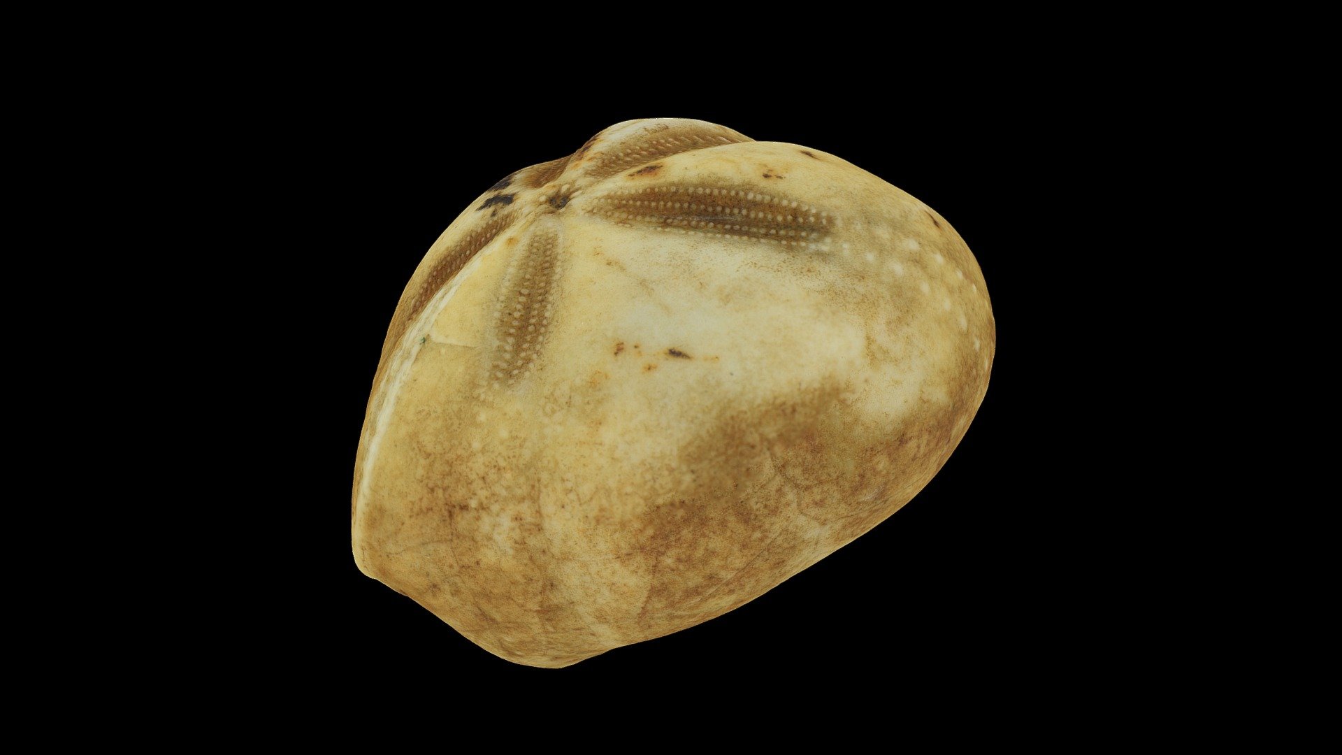 Echinodermes Echinides Micraster - Download Free 3D model by LPG-3D ...