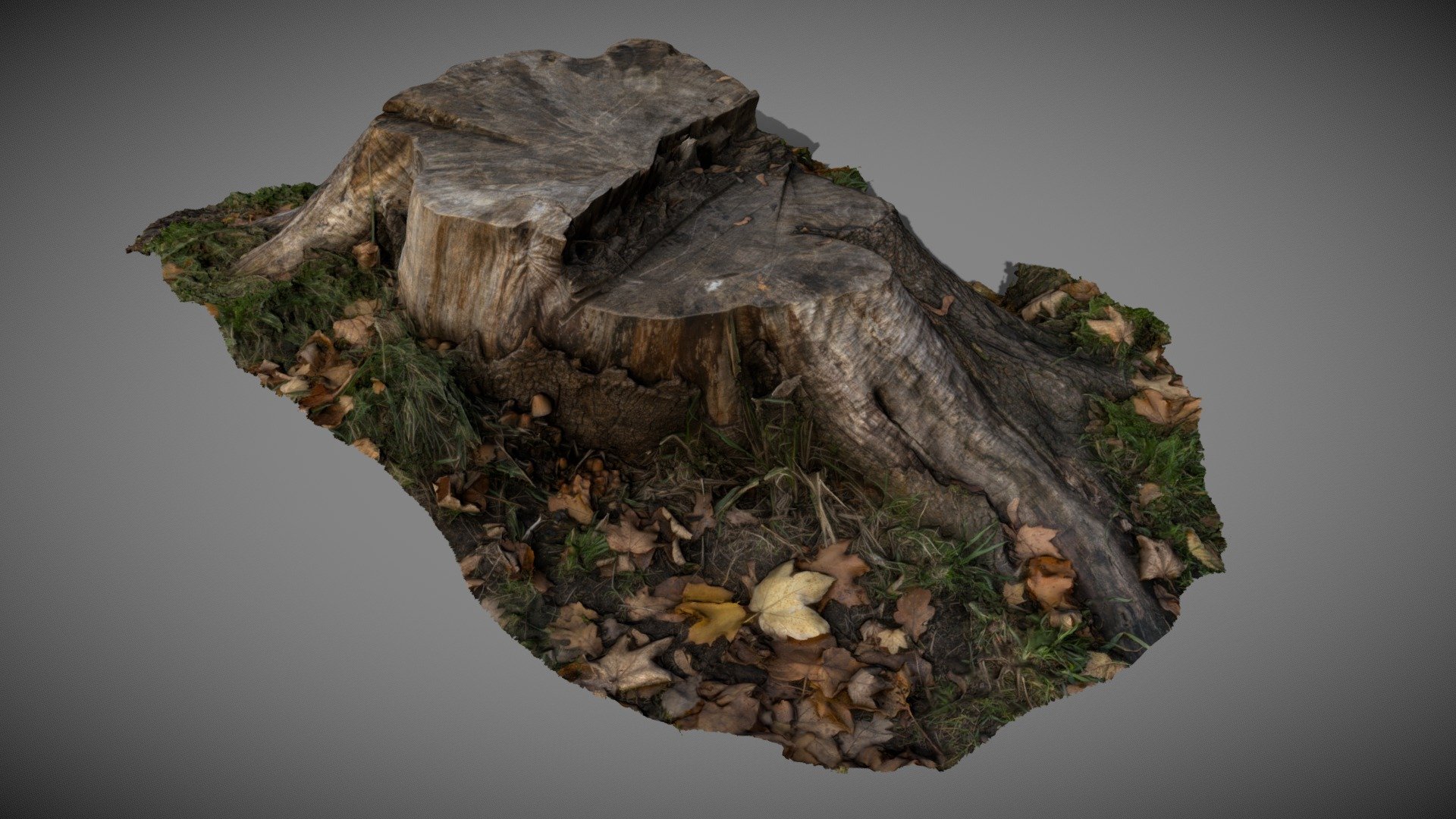 Tree stump - Download Free 3D model by Anna Pawluszkiewicz ...