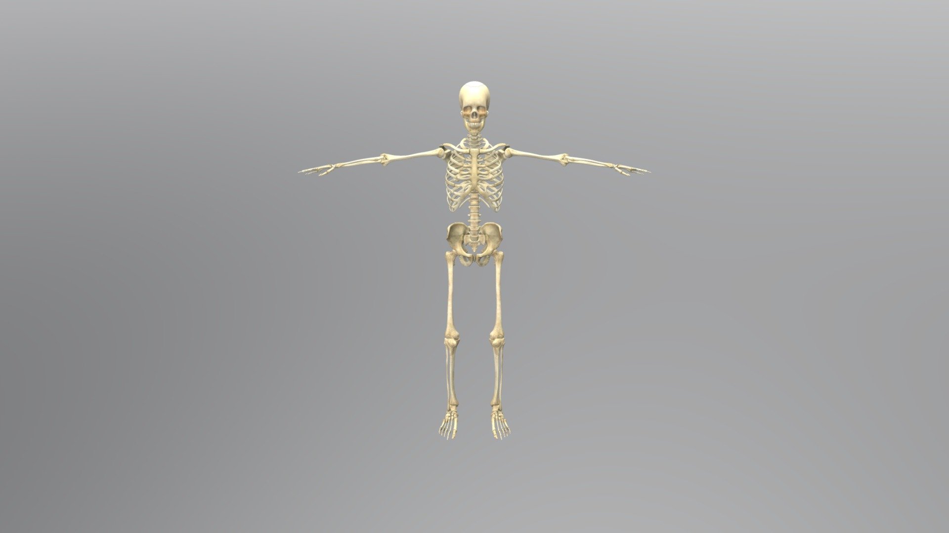 Human skeleton - Download Free 3D model by aplanva [23a06a1] - Sketchfab