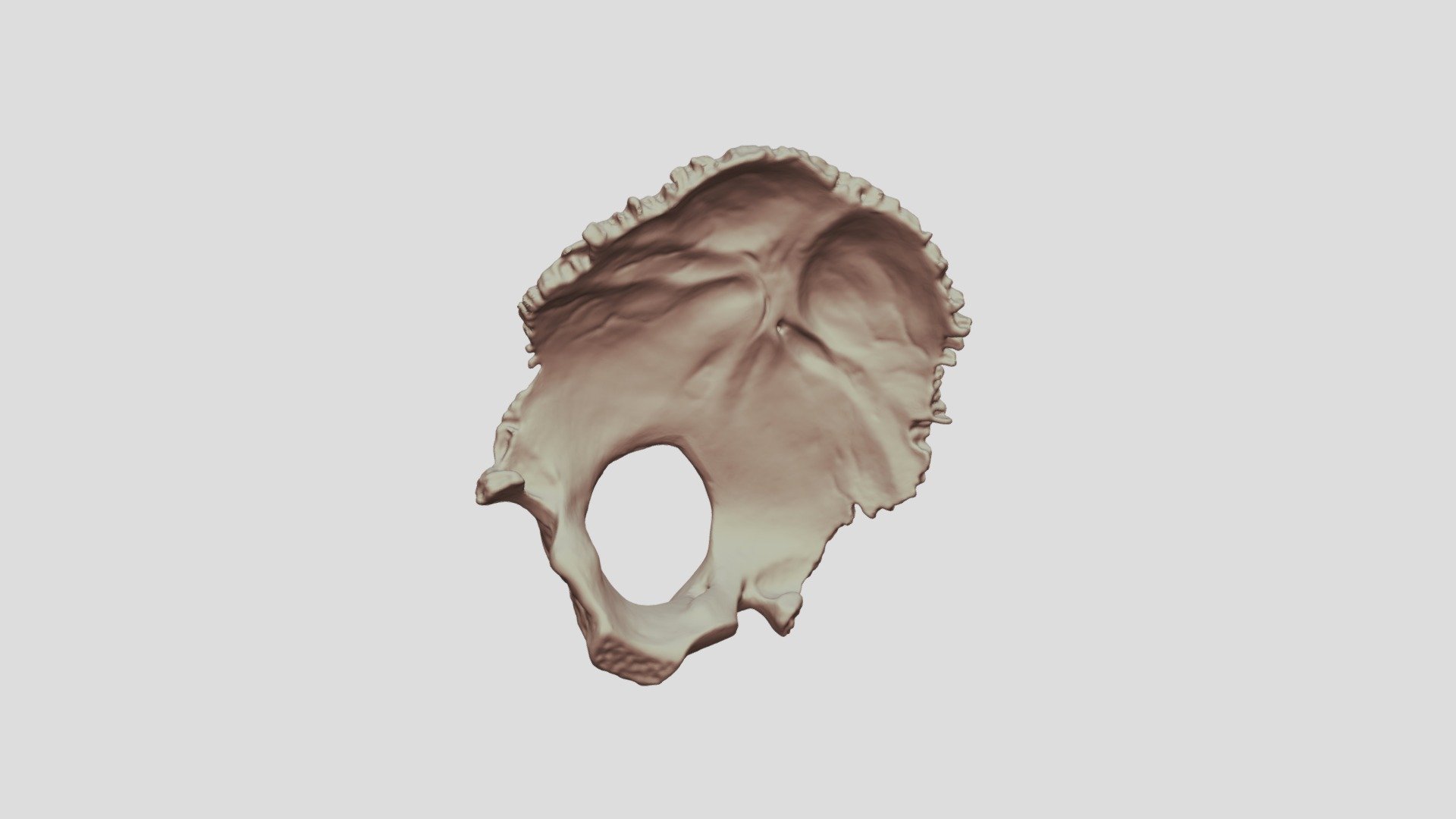 Human Occipital Bone (Os Occipitale) - 3D model by LivingLab (@living ...