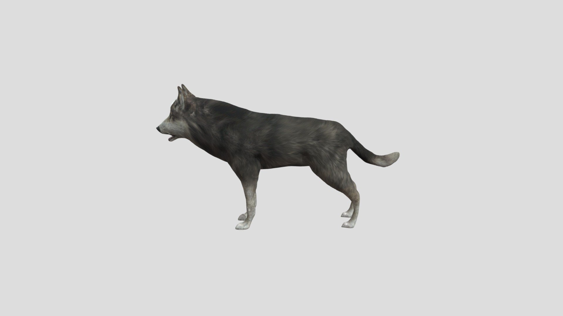Animated Wolf - Download Free 3D model by igor-lir [23a3a56] - Sketchfab