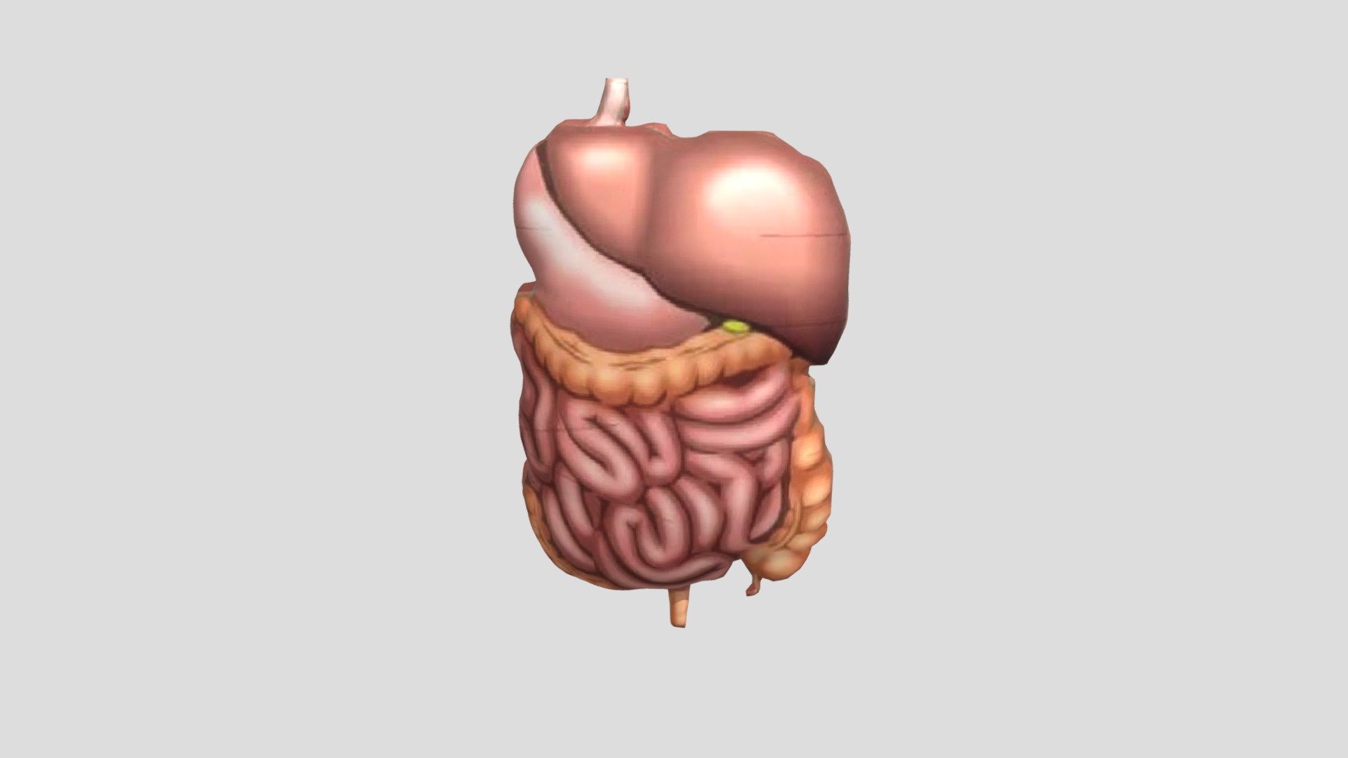 Organ Manusia - Download Free 3D model by isnaini911 [23a91ca] - Sketchfab