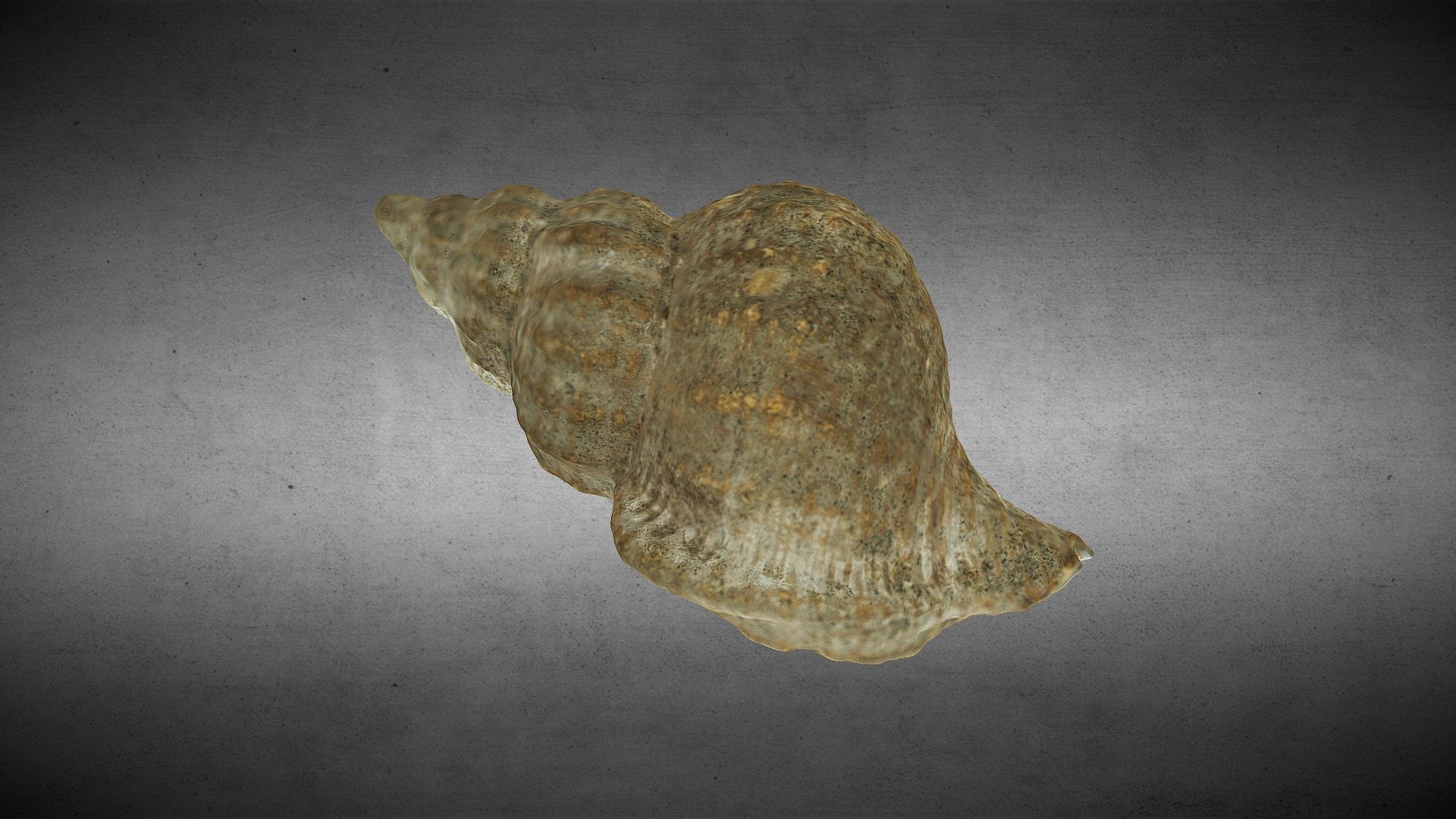 Sassia leucostomoides - 3D model by paleontologiaudec [23aae5f] - Sketchfab