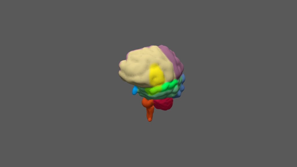 Brain - 3D model by Karl (@KarlS) [23af1bc] - Sketchfab