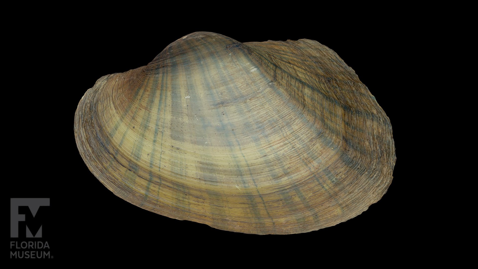 Rayed pink fatmucket - Freshwater Mussel - 3D model by FloridaMuseum ...