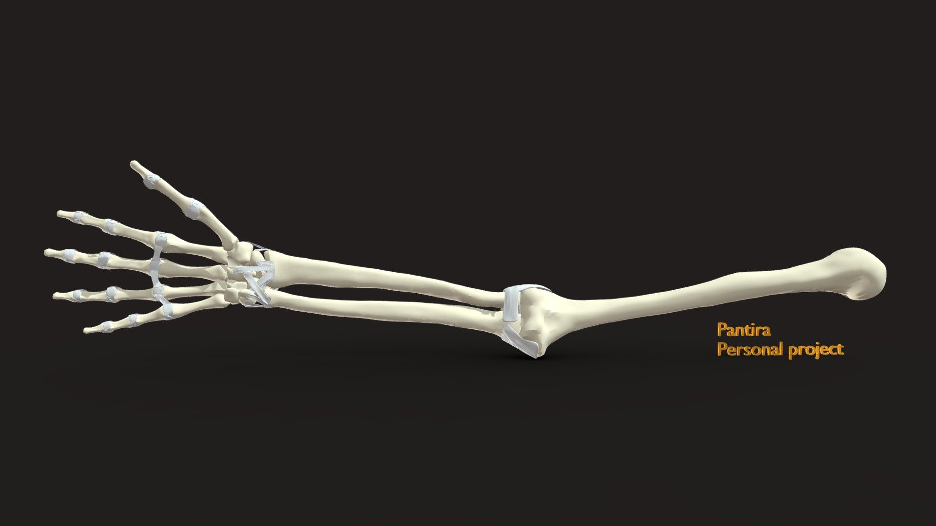 Production of upper extremity bone and ligament - 3D model by pantira ...