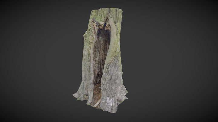 Roots 3D models - Sketchfab